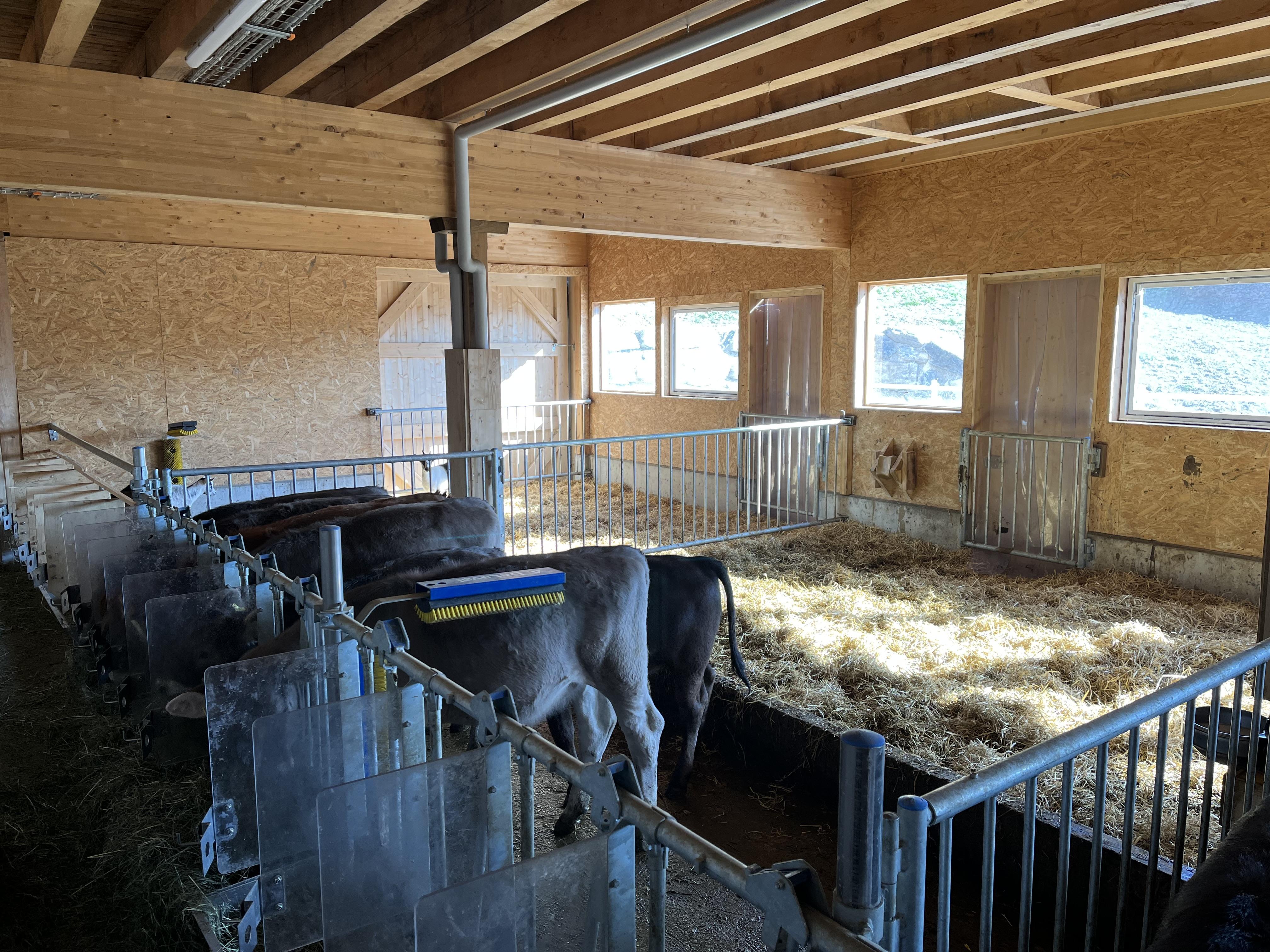 Laax: Laufstall, deckenlastig, für behornte Milchkühe – lba.ch - das ...
